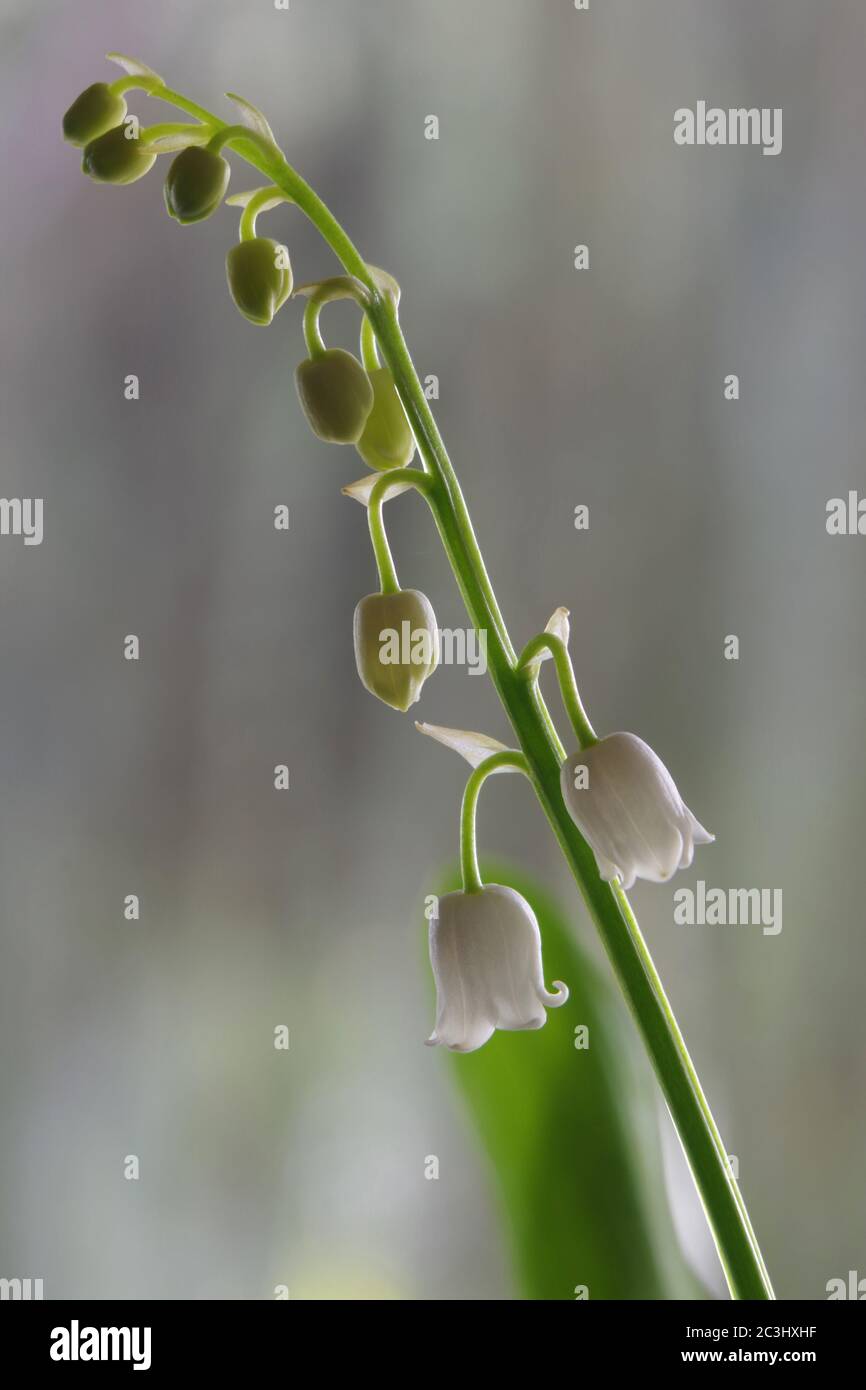 Sprig of lily of the valley hi-res stock photography and images - Alamy