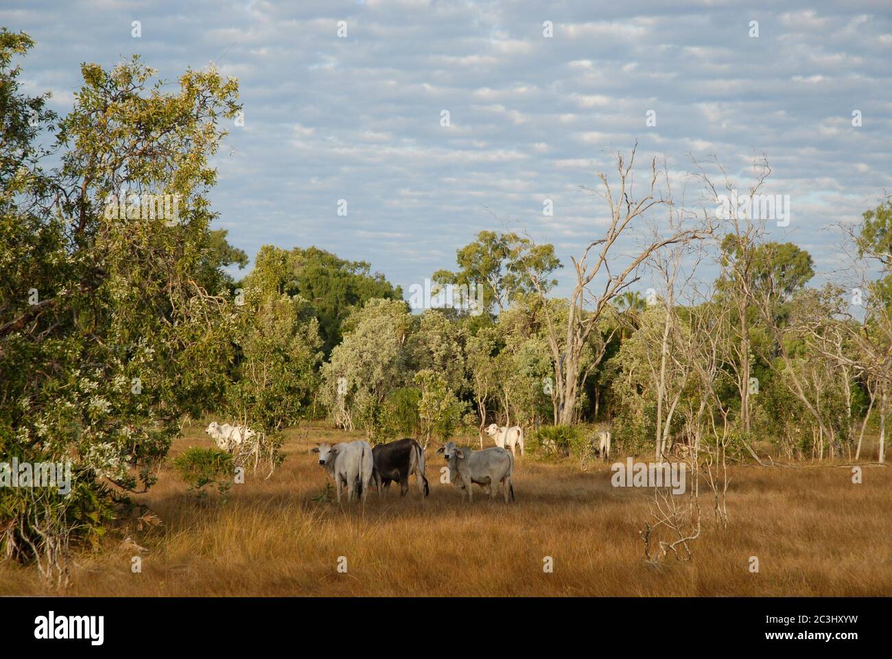 Brahman beef cattle hi-res stock photography and images - Alamy
