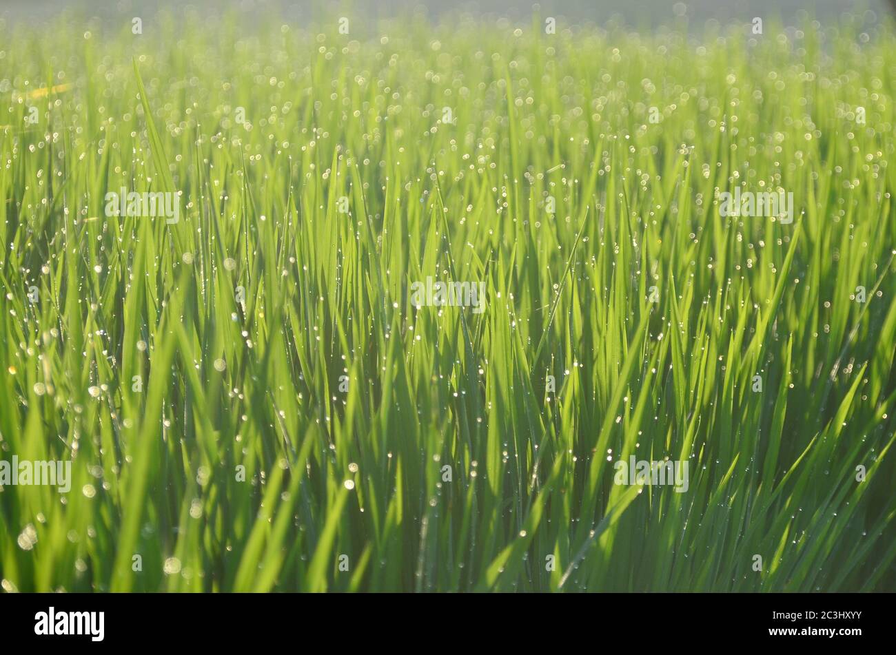 Paddy field dawn hi-res stock photography and images - Alamy