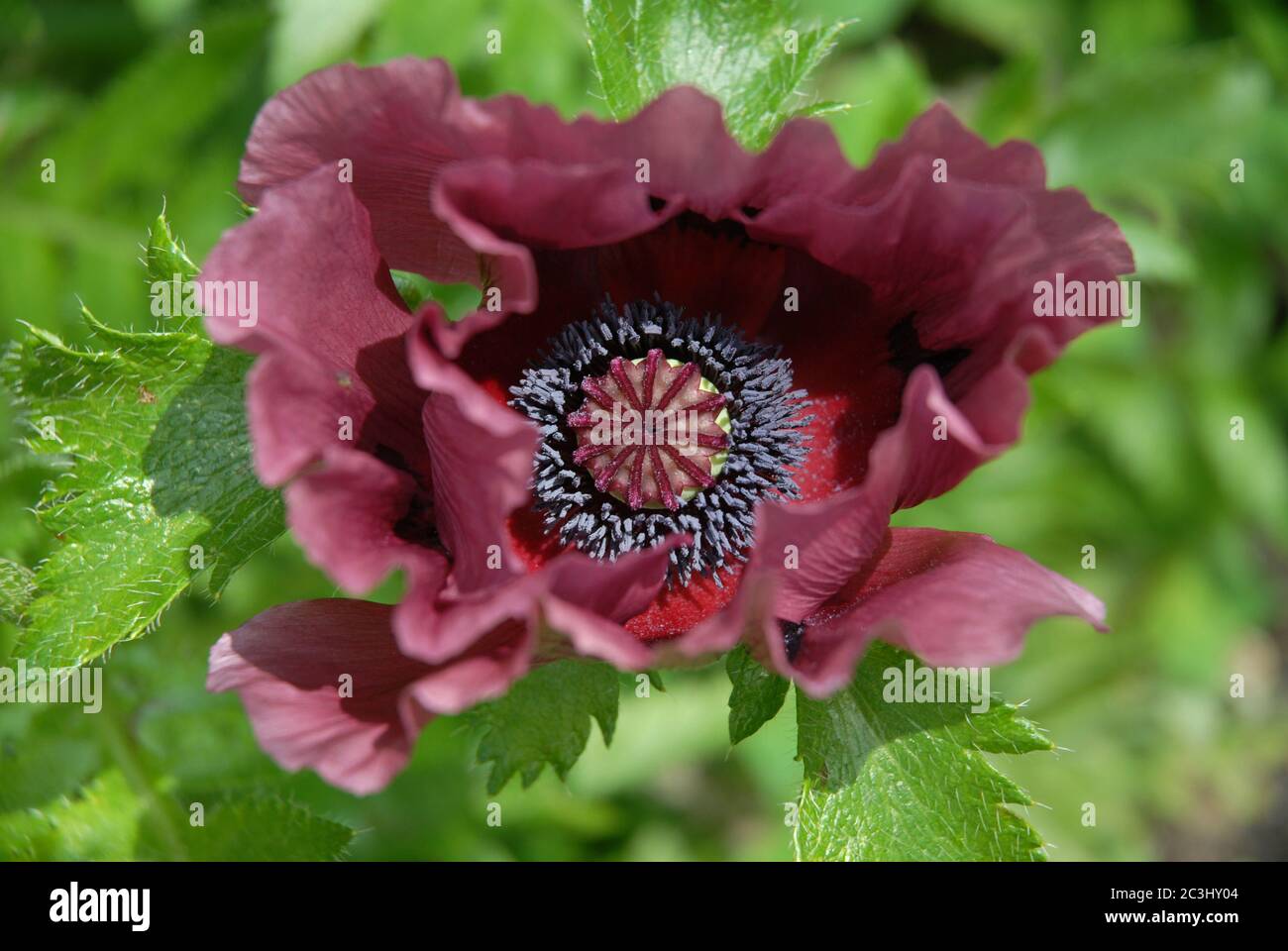 Oriental Poppy, also known as Papaver orientale, Patty’s Plum Stock ...