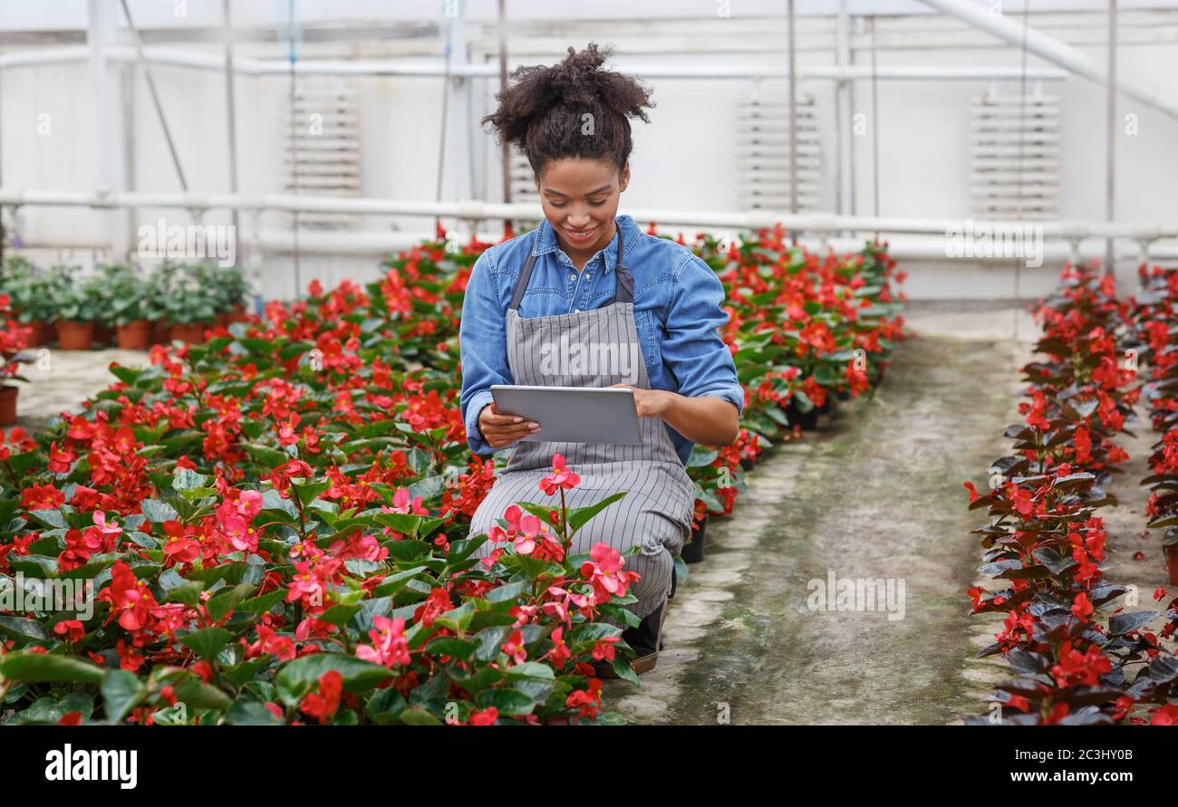 Smart greenhouse control. Woman worker inspects red flowers and enters data in tablet Stock ...