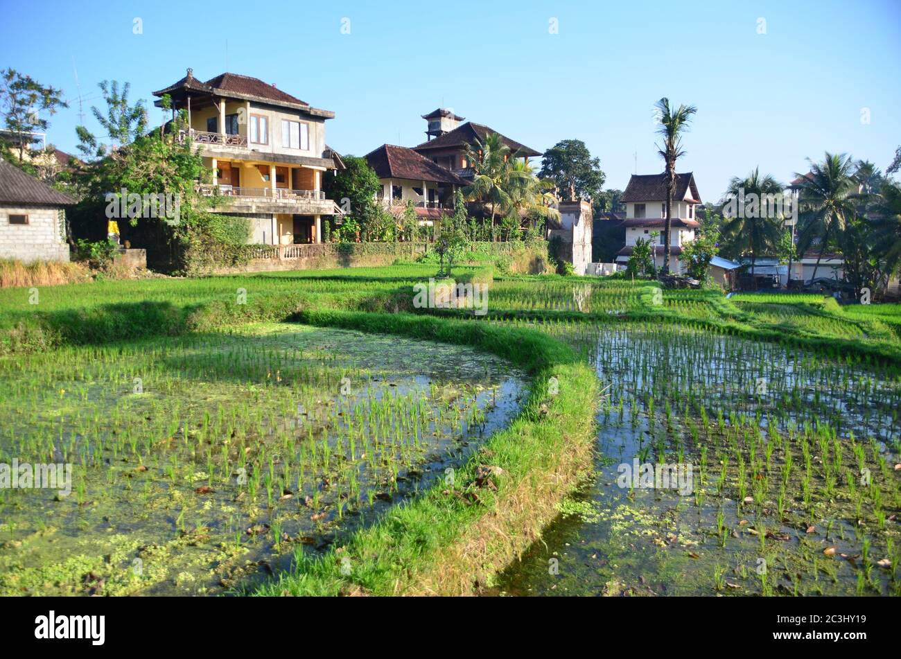 Traditional balinese water paddy plantation at ubud. Subak is the water ...