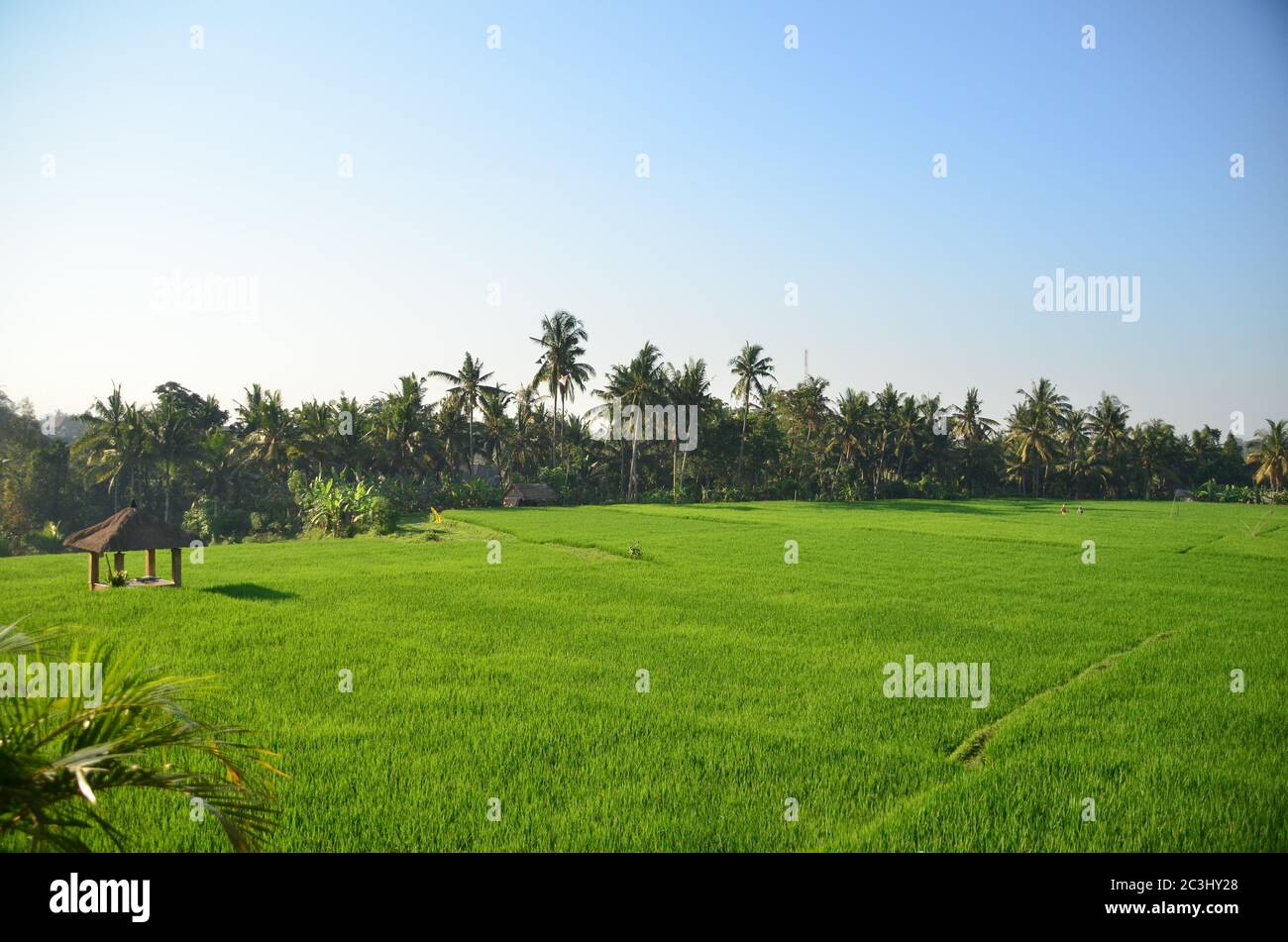 Rustic patio pavilion in the middle of paddy field. Beautiful scenes of ...