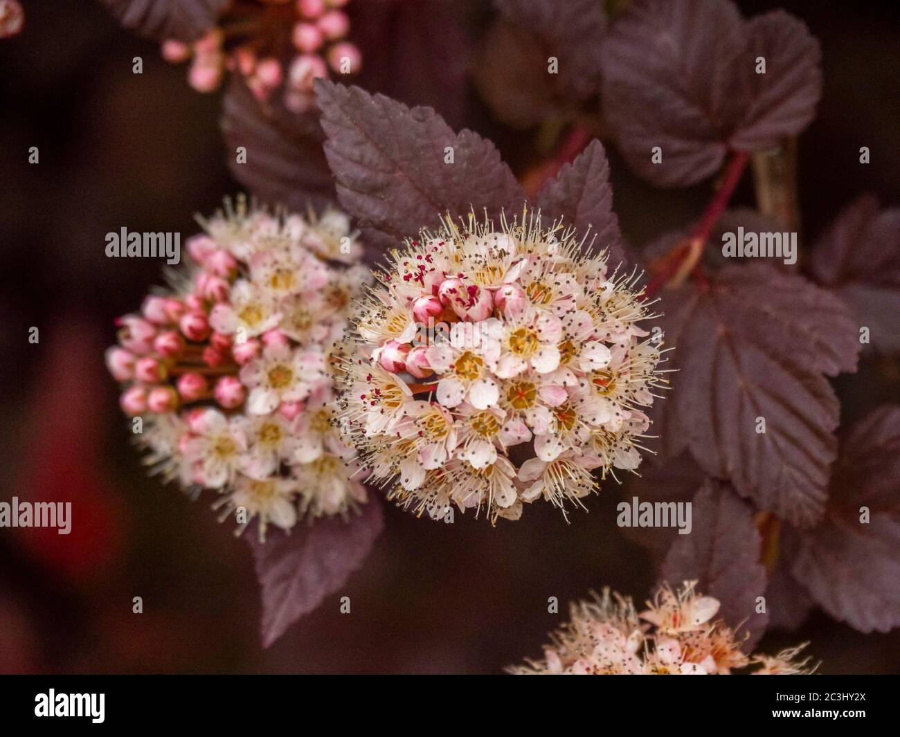 Pretty flowers and buds on a garden ninebark shrub, variety Physocarpus ...