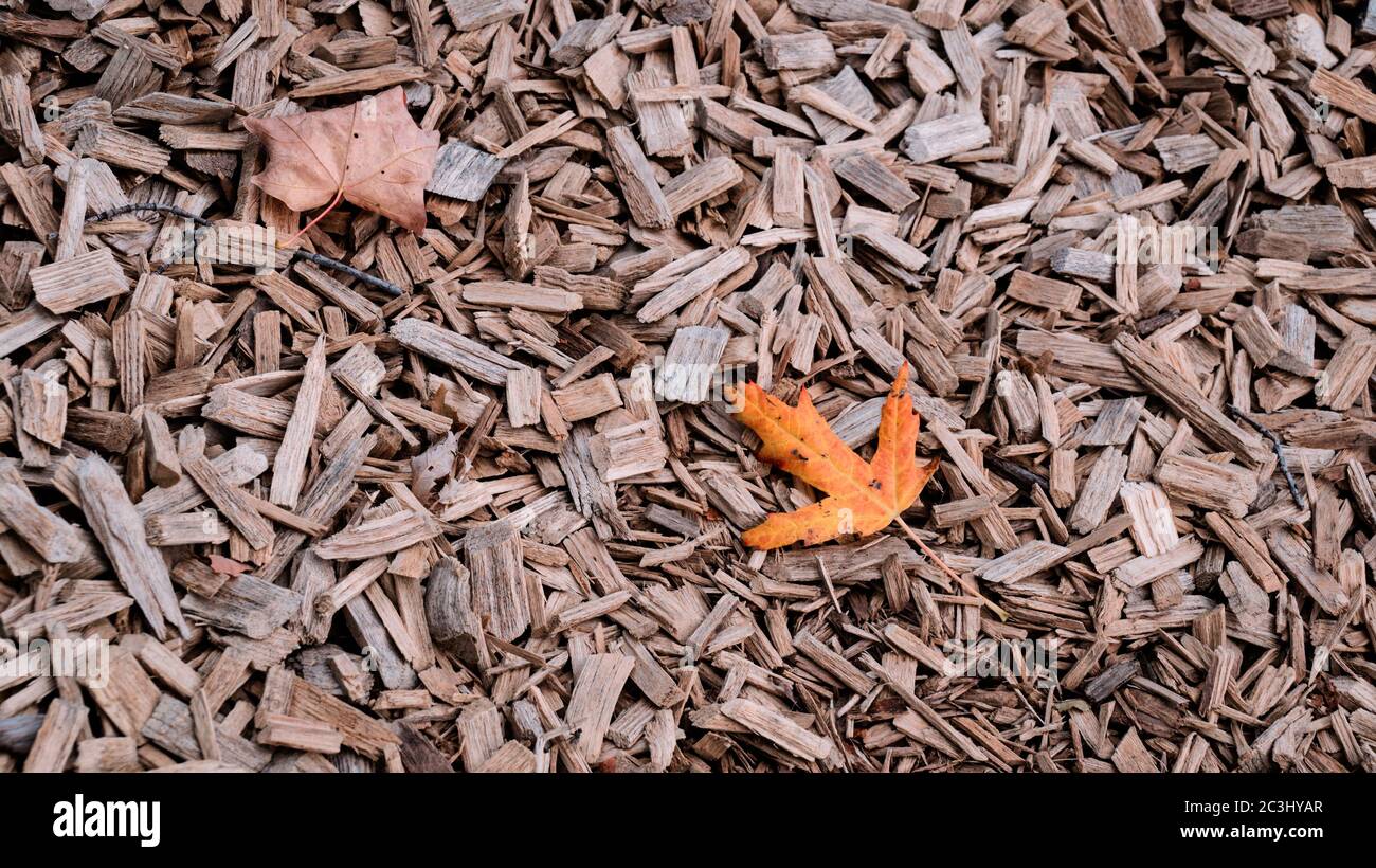 Orange autumn maple leaf on crushed cedar tree bark texture background ...