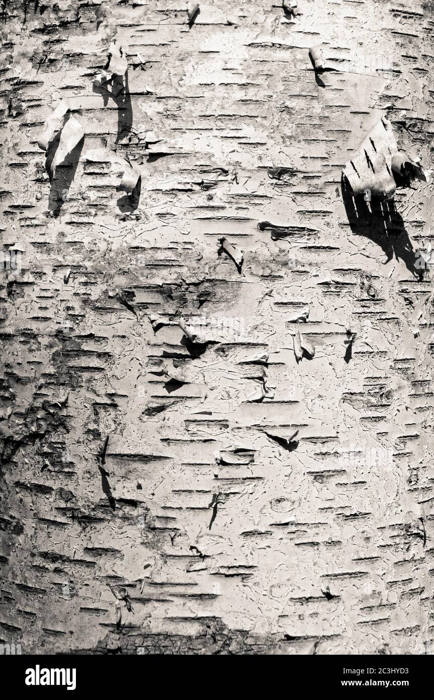 Closeup of old weather beaten birch tree bark texture background ...