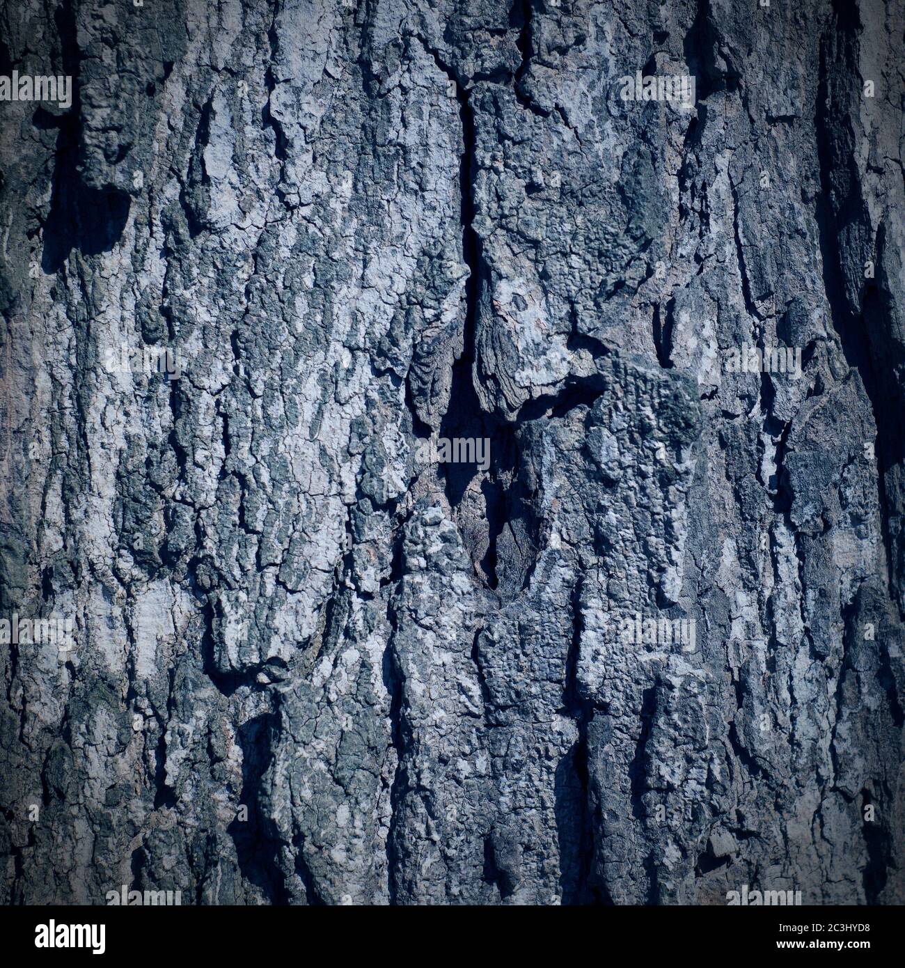 Closeup of old weather beaten tree bark texture background pattern ...