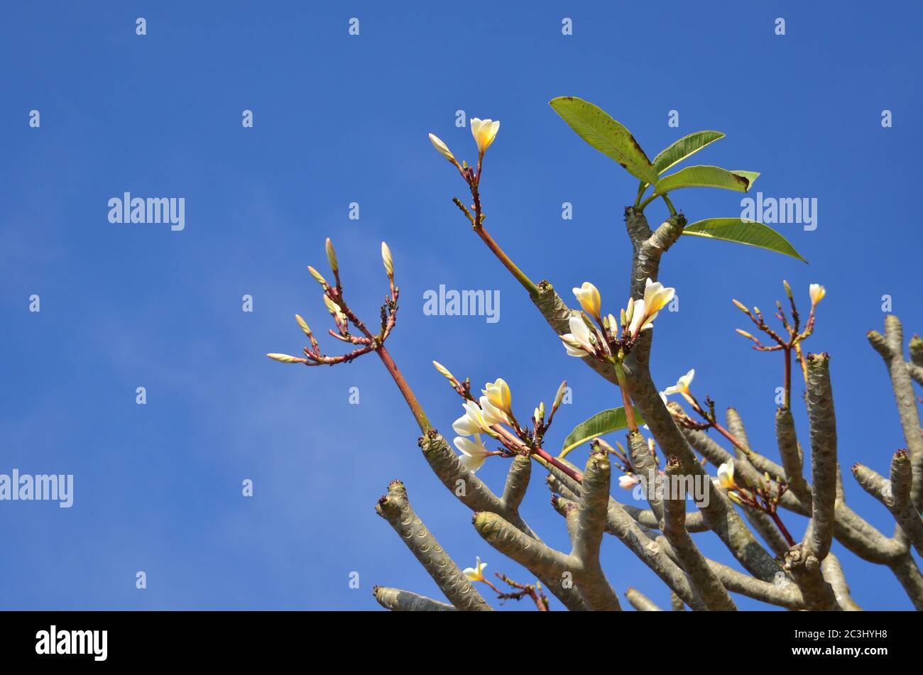 Beautiful frangipani flowers at Ubud, Bali. The frangipani is an iconic ...