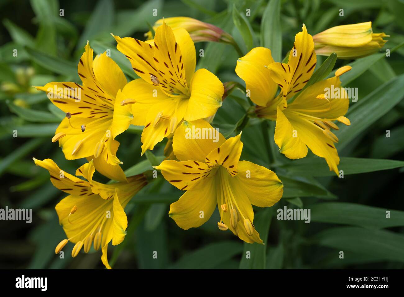 Bright Yellow and Maroon Speckled Alstroemeria Flowers in Full Bloom in ...