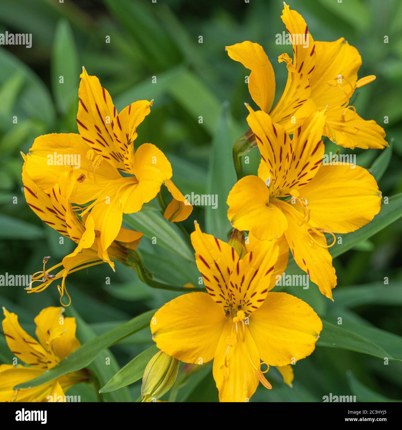 Bright Yellow and Maroon Speckled Alstroemeria Flowers in Full Bloom in ...