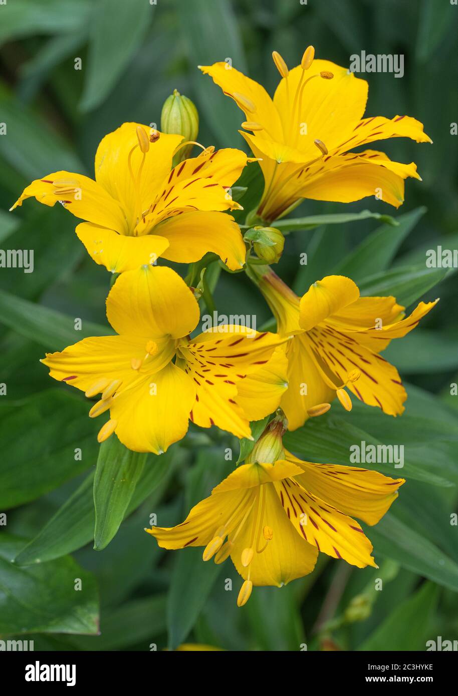 Lanced shaped leaves hi-res stock photography and images - Alamy