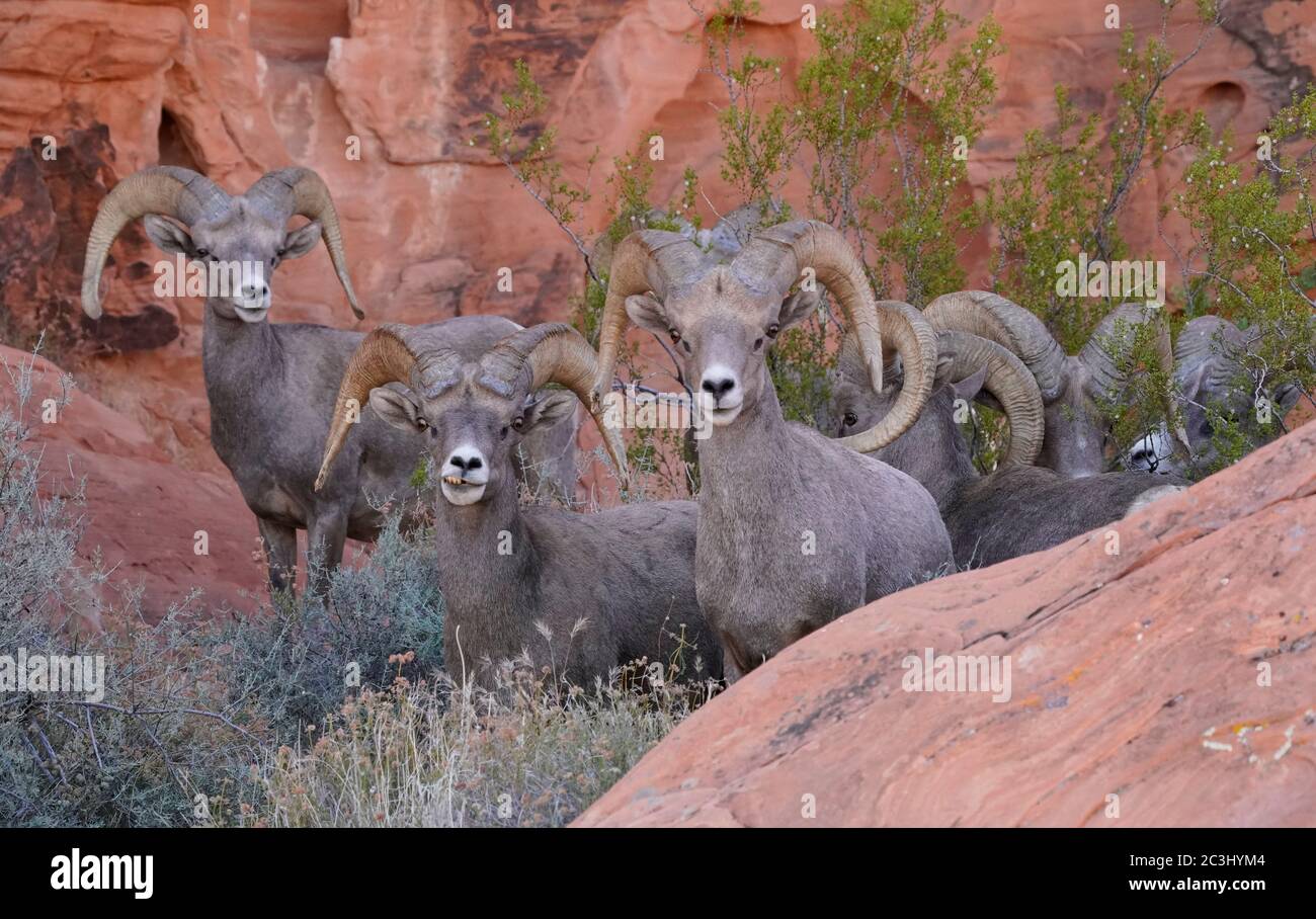 Nevada big horn sheep hi-res stock photography and images - Alamy