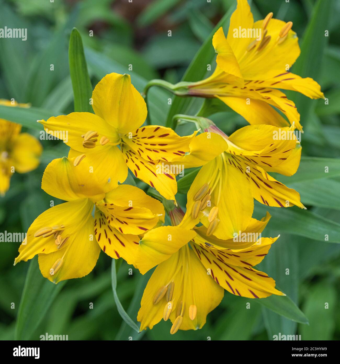 Lanced shaped leaves hi-res stock photography and images - Alamy