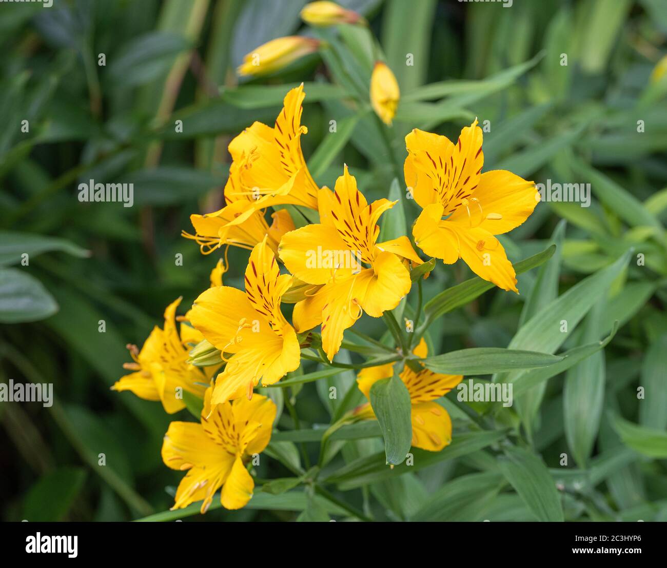 Lanced shaped leaves hi-res stock photography and images - Alamy
