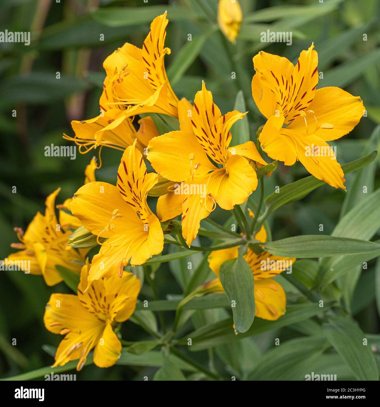 Bright Yellow and Maroon Speckled Alstroemeria Flowers in Full Bloom in ...