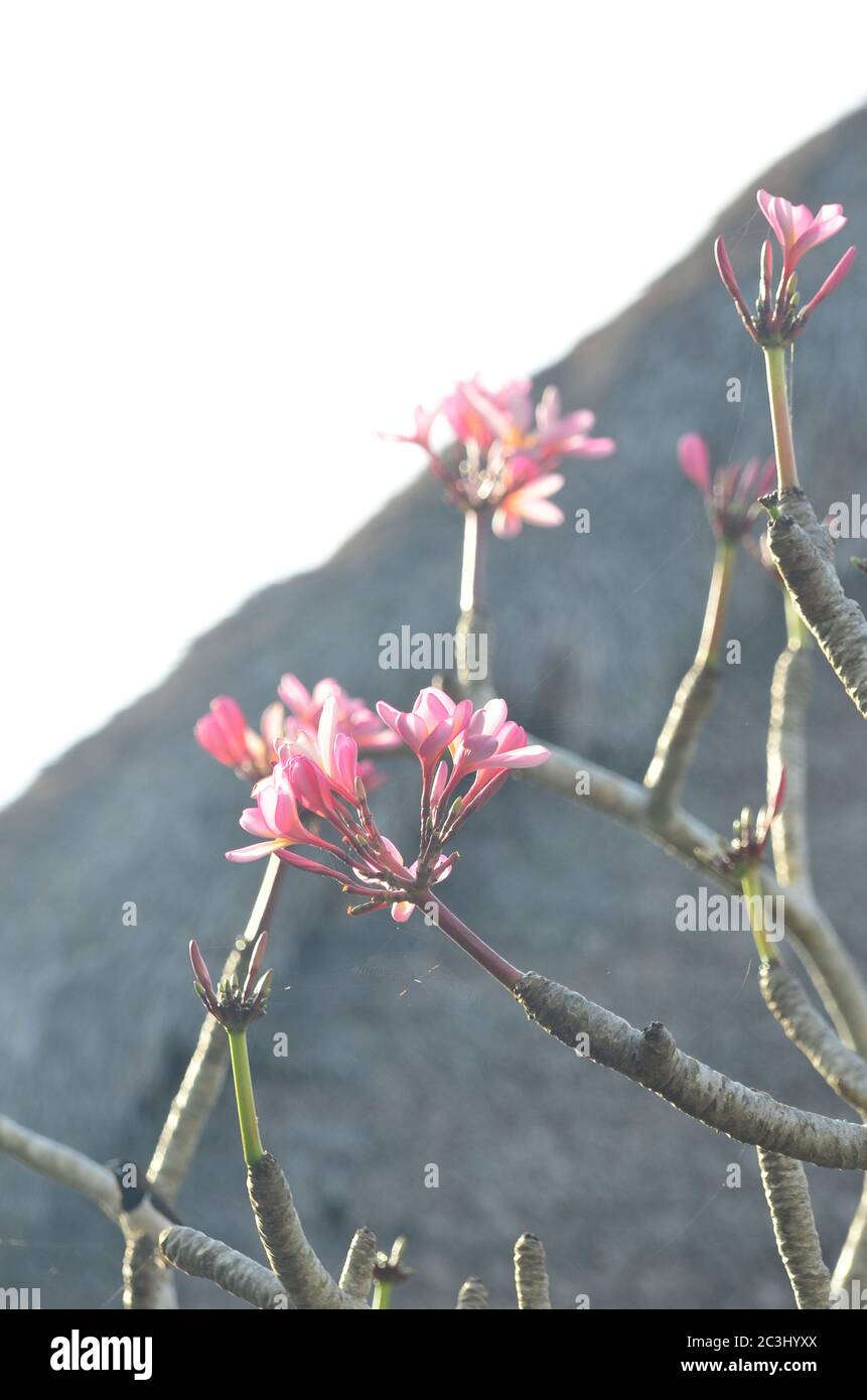 Beautiful frangipani flowers at Ubud, Bali. The frangipani is an iconic ...