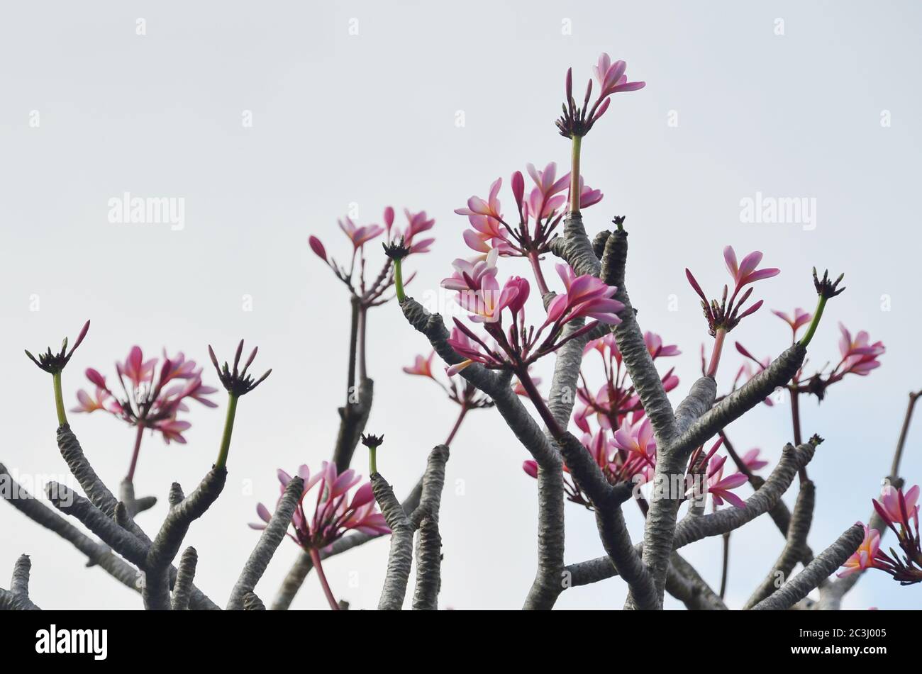 Beautiful frangipani flowers at Ubud, Bali. The frangipani is an iconic ...