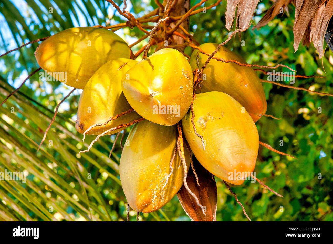 Coco de mer hi-res stock photography and images - Alamy