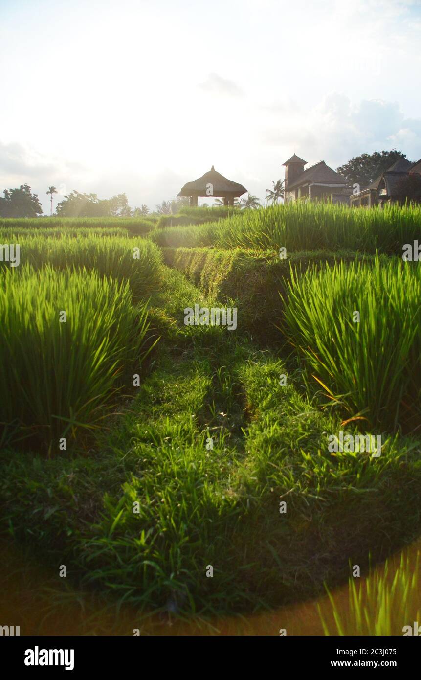 Rustic patio pavilion in the middle of paddy field. Beautiful scenes of ...