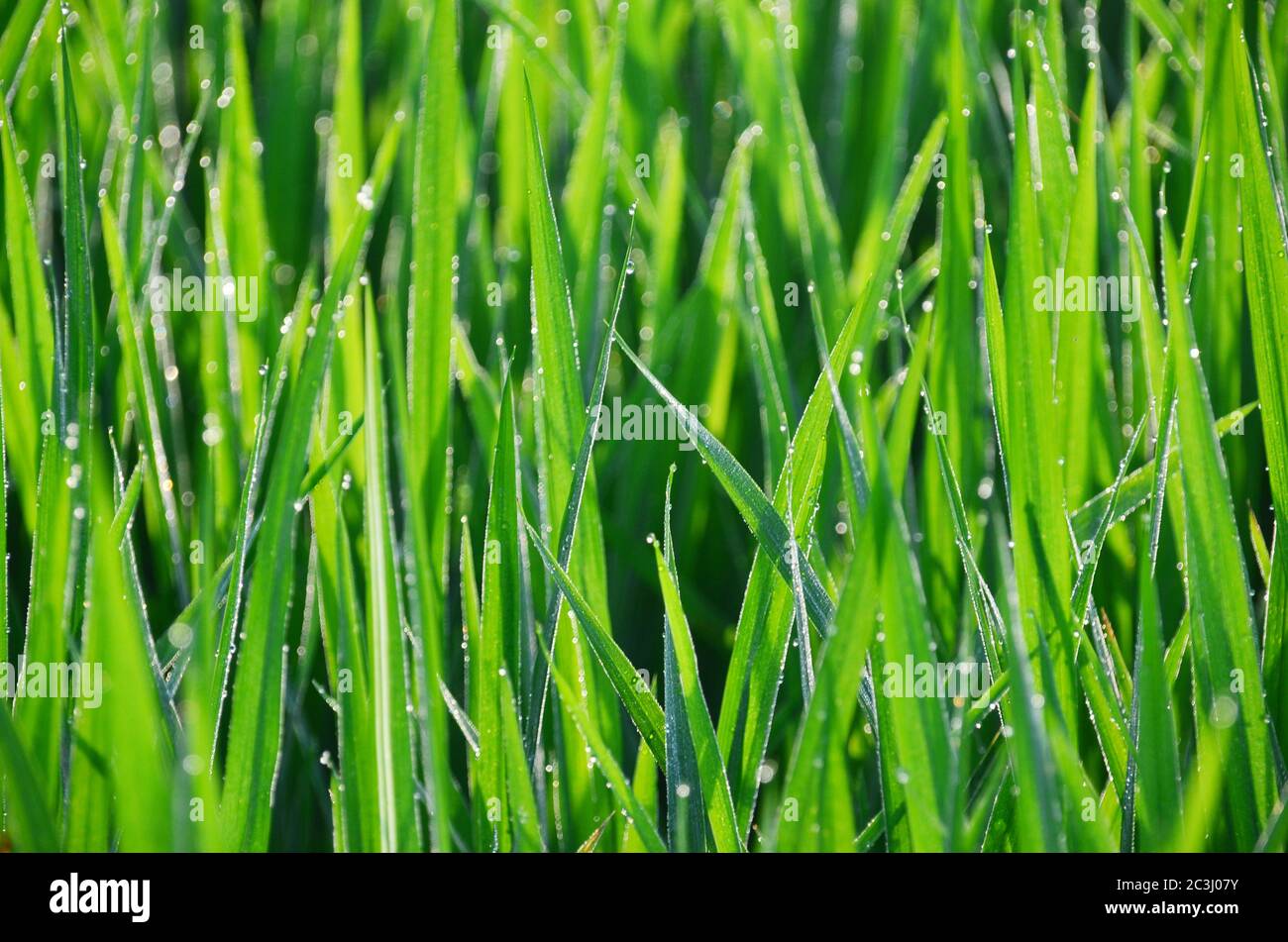Wallpaper of paddy field hi-res stock photography and images - Alamy