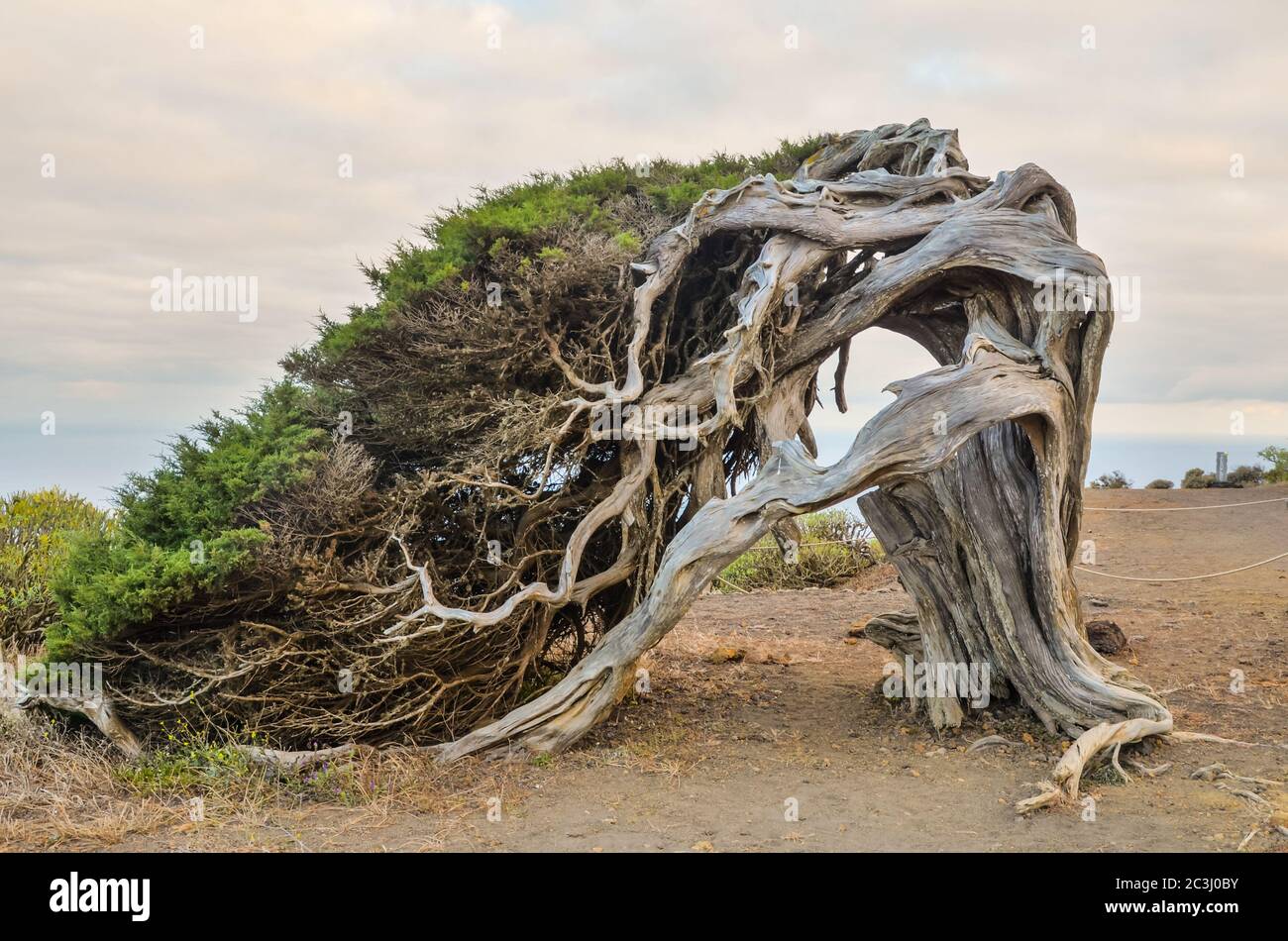 Gnarled Juniper Tree Shaped By The Wind at El Sabinar, Island of El ...