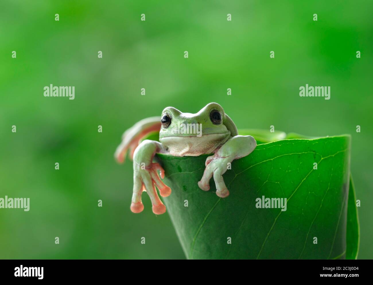 green frog and action Stock Photo - Alamy