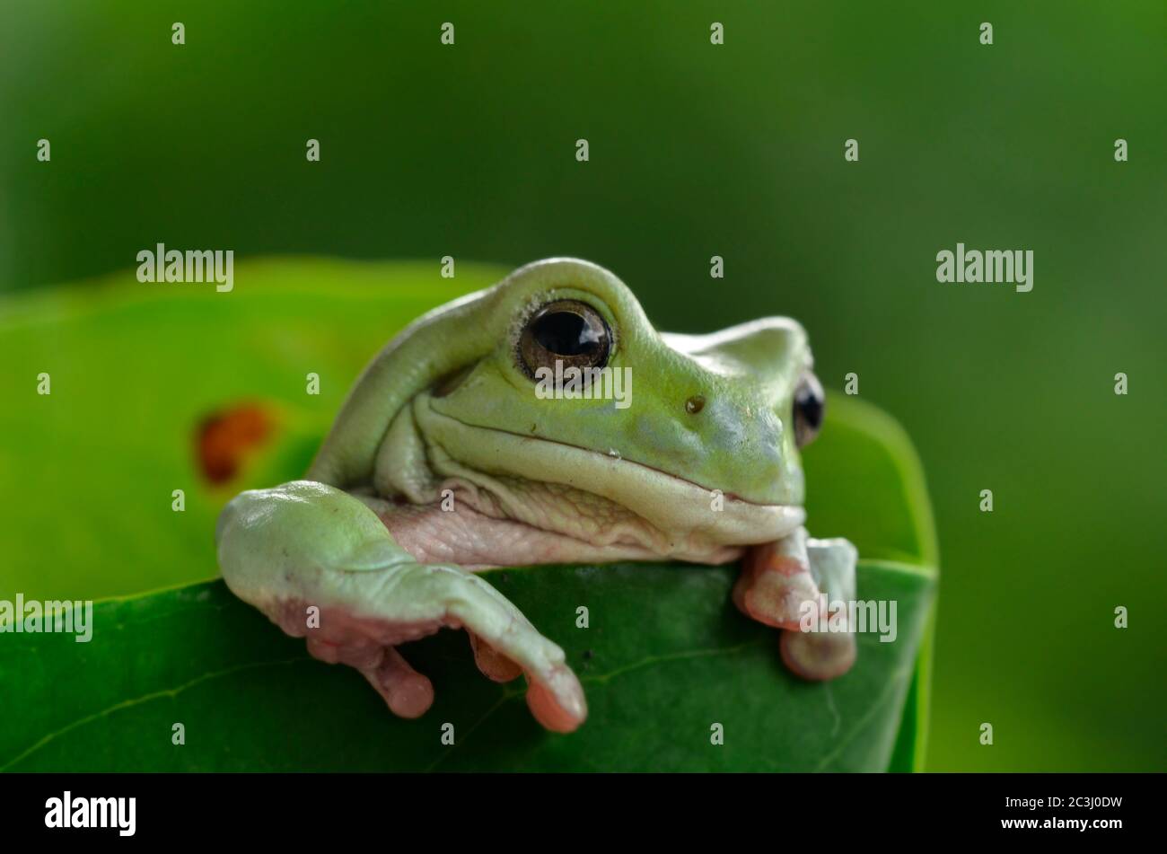 Insect action photo hi-res stock photography and images - Alamy