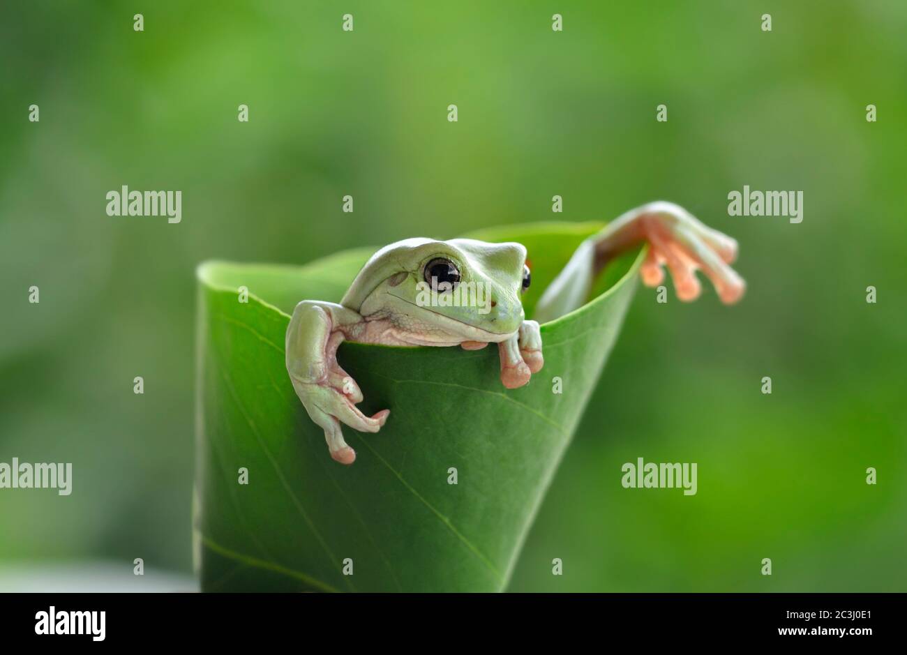 green frog and action Stock Photo - Alamy