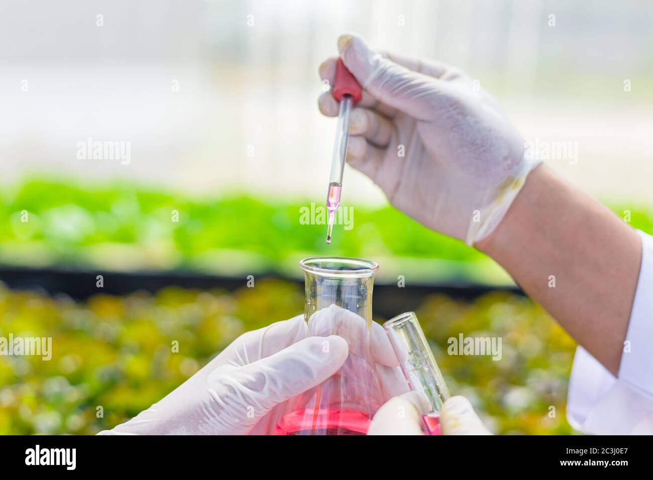 Scientists test the solution, Chemical inspection, Check freshness at ...