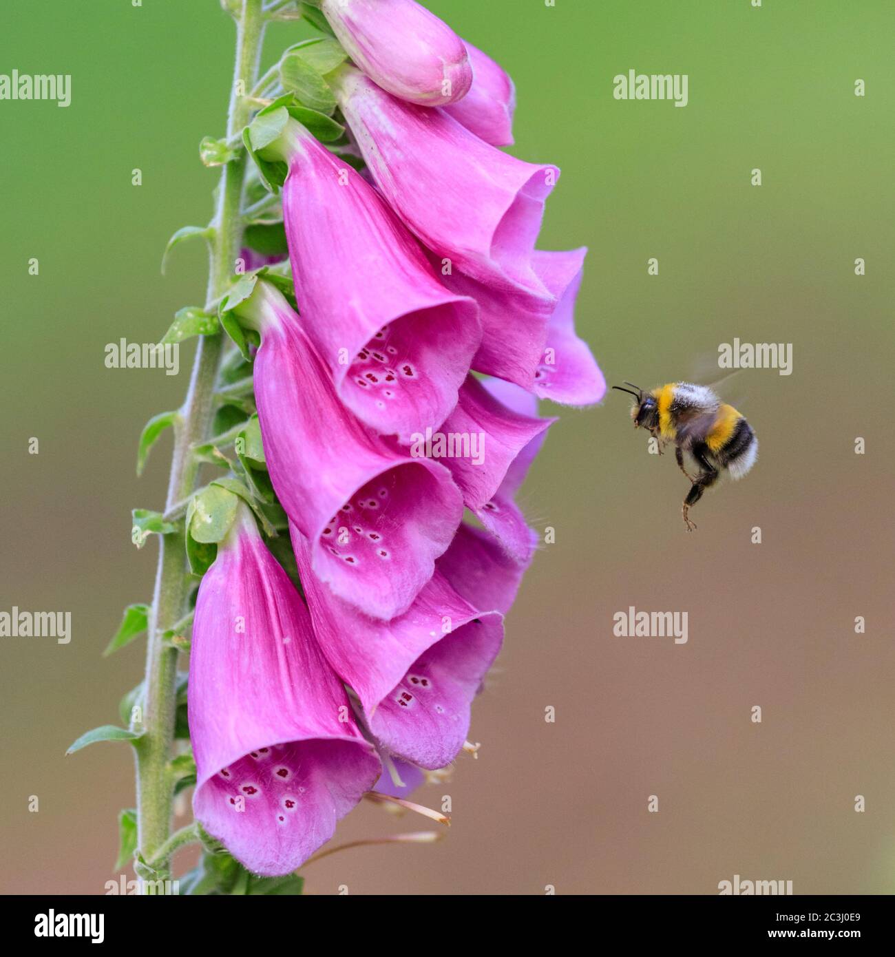 Foxglove bee hi-res stock photography and images - Alamy