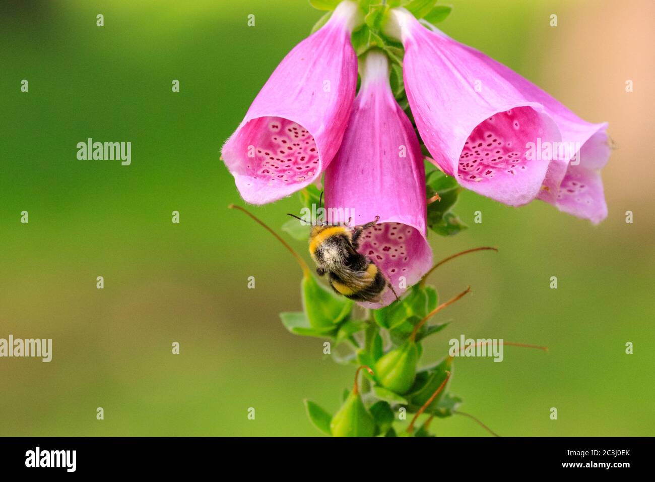 Bumblebee buzz pollination hi-res stock photography and images - Alamy