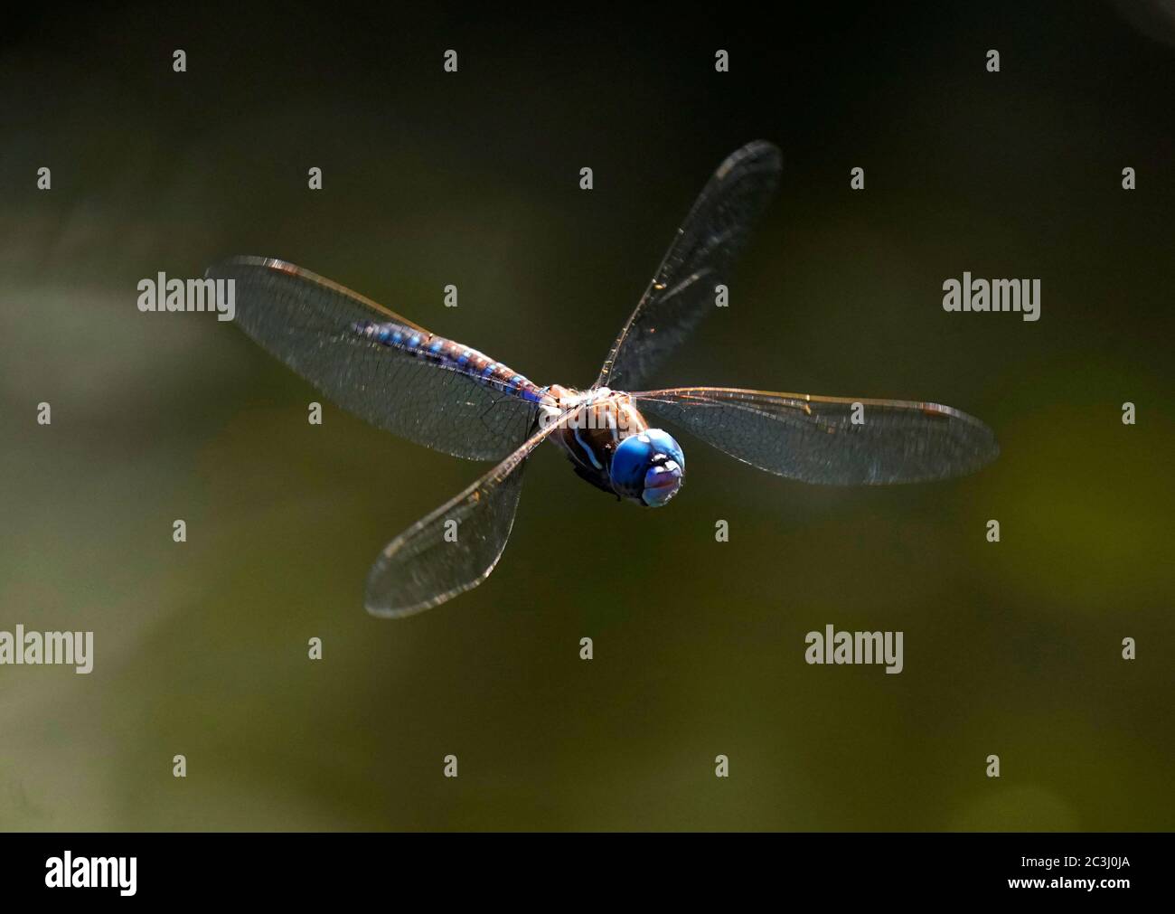 Dragonfly in arizona hi-res stock photography and images - Alamy