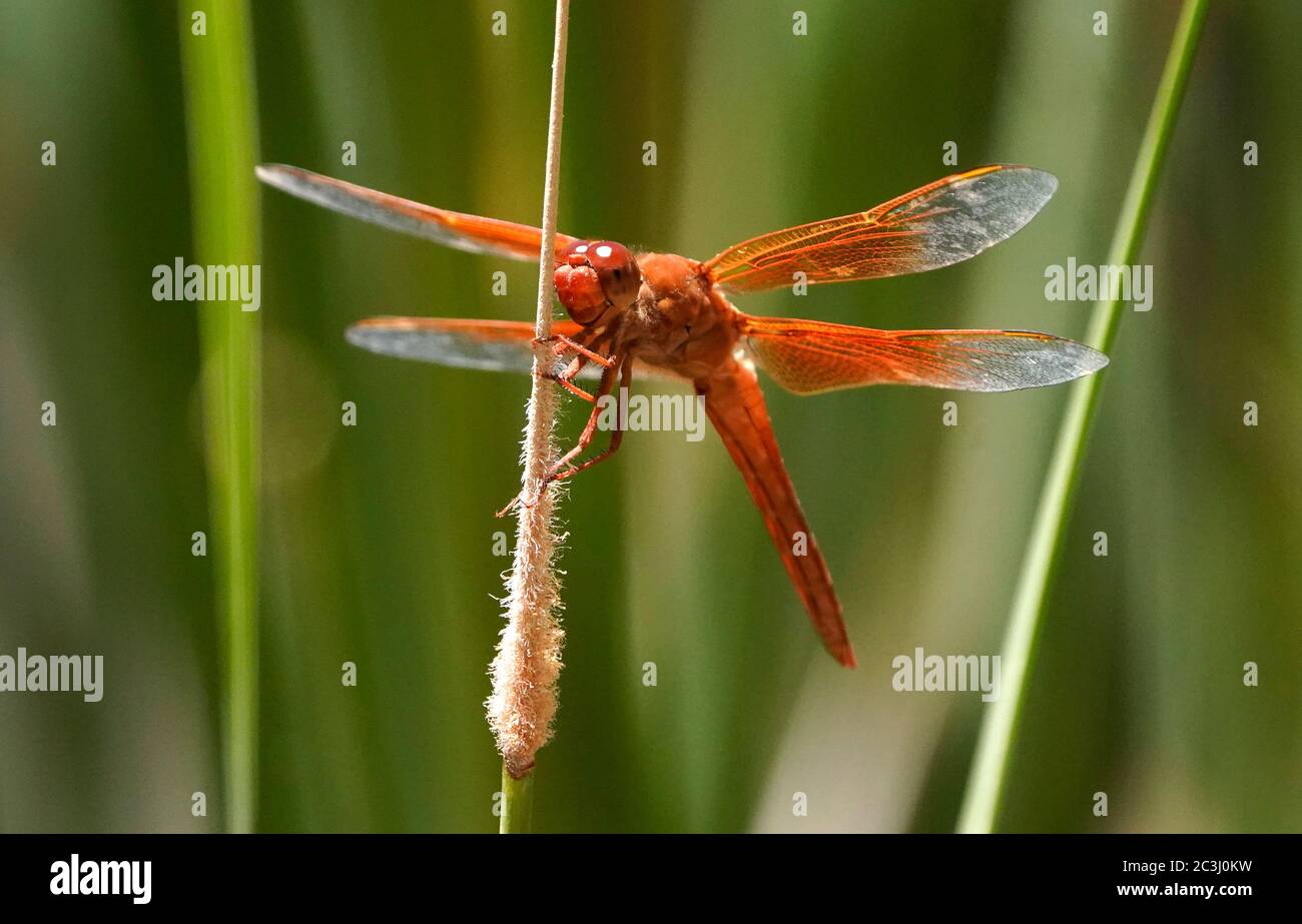 Dragonfly in arizona hi-res stock photography and images - Alamy