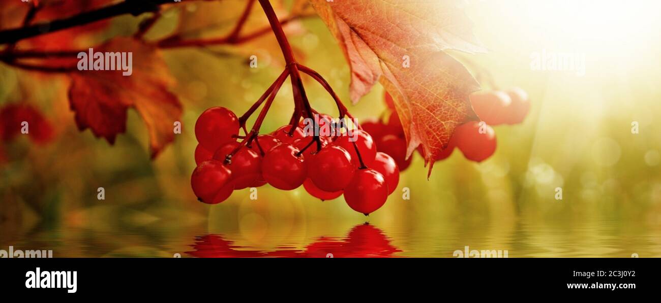 Autumn background. Copy space. September, october, november. Banner ...