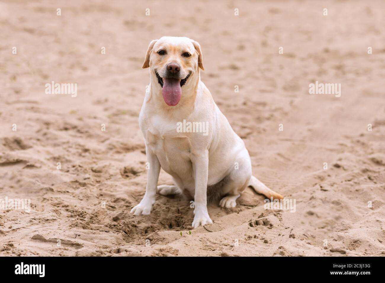 Labrador retriever dog looking at camera, having walk Stock Photo - Alamy