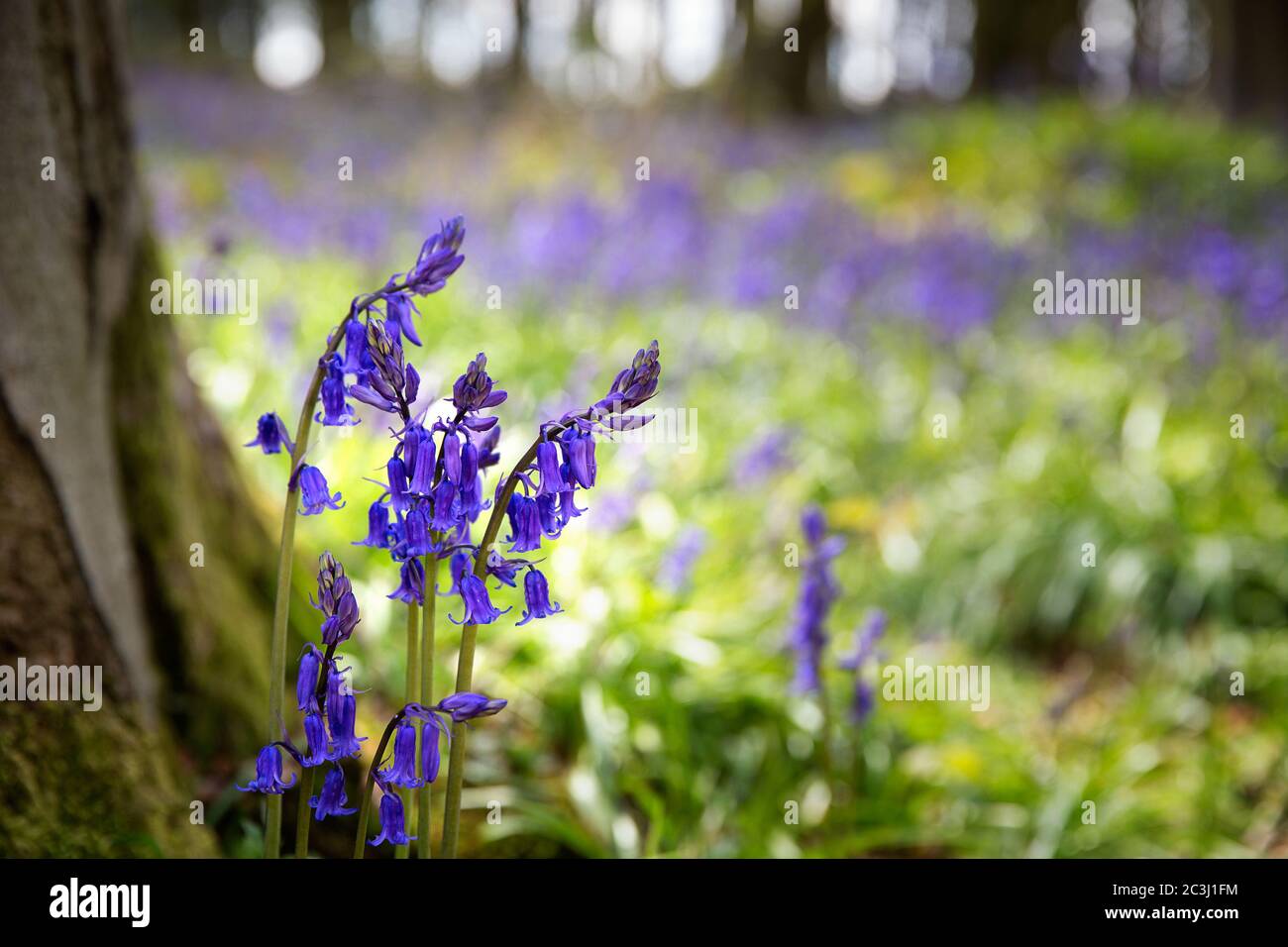 Micheldever wood bluebells hi-res stock photography and images - Alamy