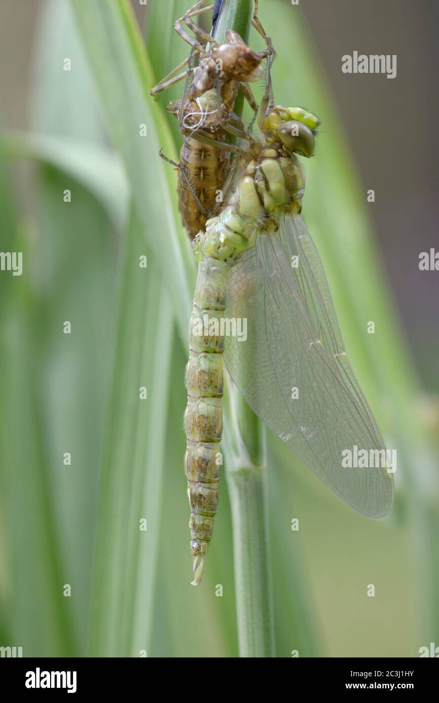 Iris Life Cycle High Resolution Stock Photography and Images - Alamy