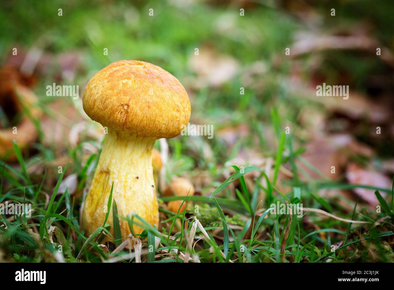 Bolette hi-res stock photography and images - Alamy