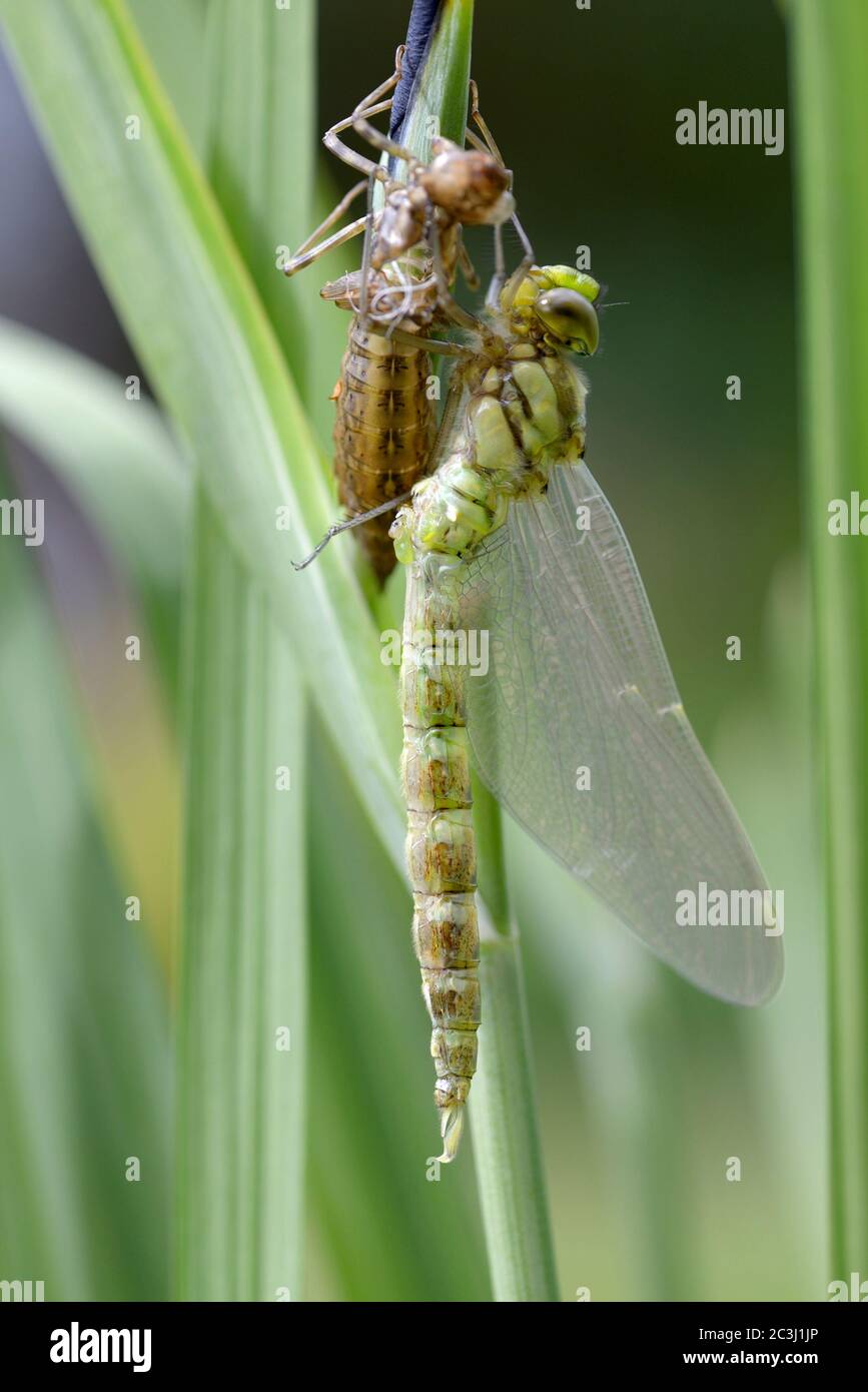 Iris life cycle hi-res stock photography and images - Alamy