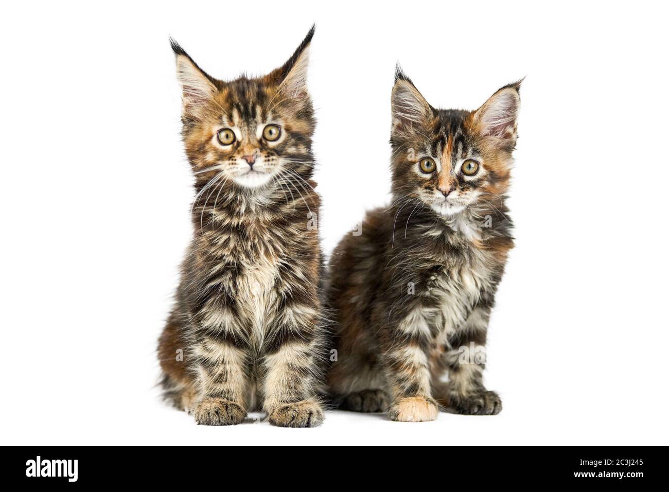 Two Maine coon kittens, isolated. Cute tortoiseshell maine-coon cats on ...