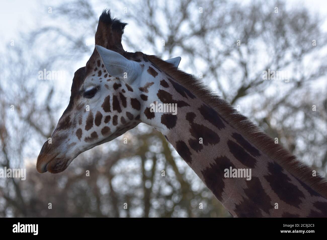 A Giraffes head neck and face with a grey and white bokeh background ...