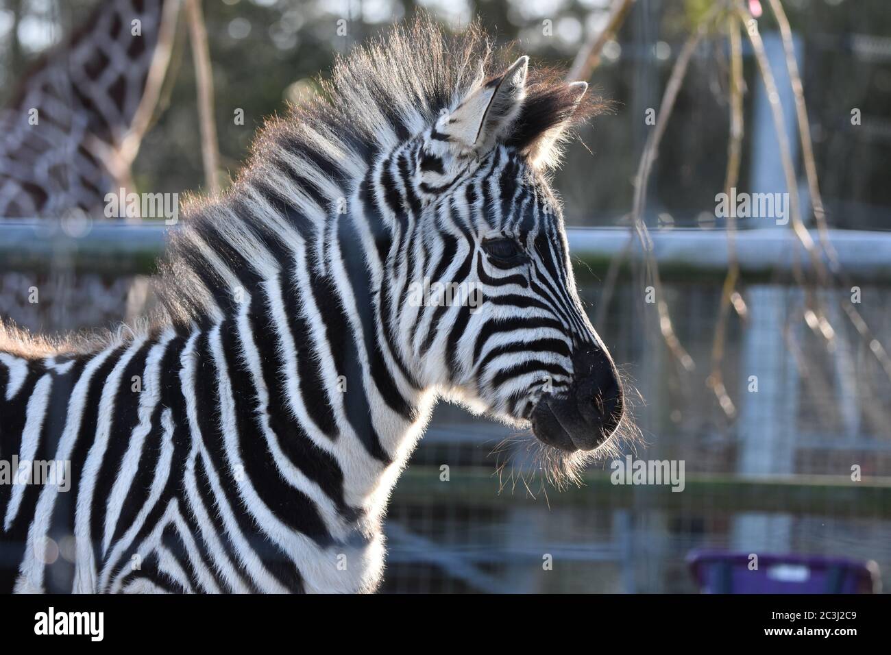 Baby zebra noahs ark zoo farm hi-res stock photography and images - Alamy