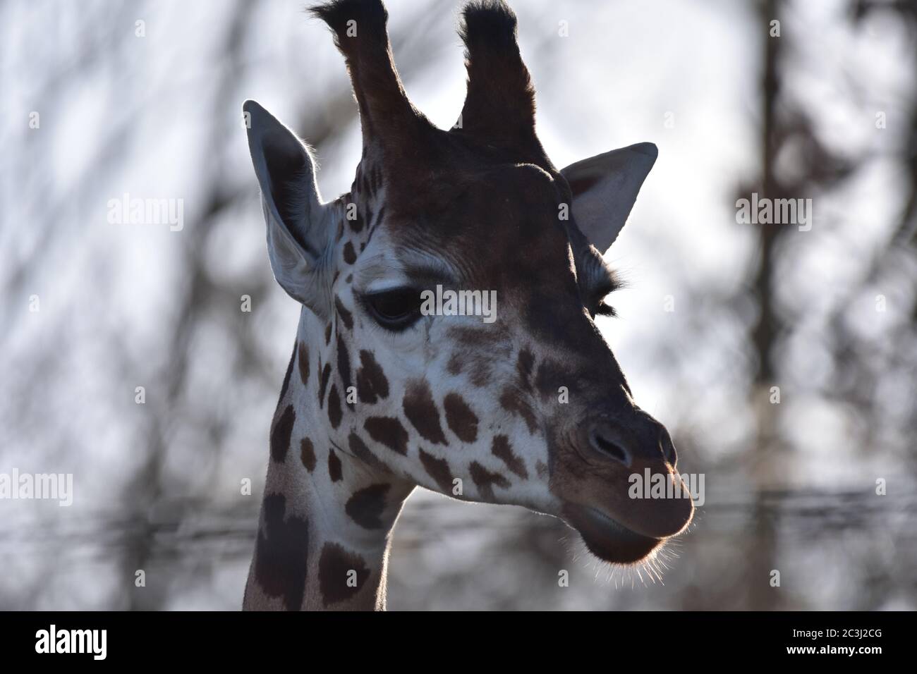 Giraffes face and neck hi-res stock photography and images - Alamy