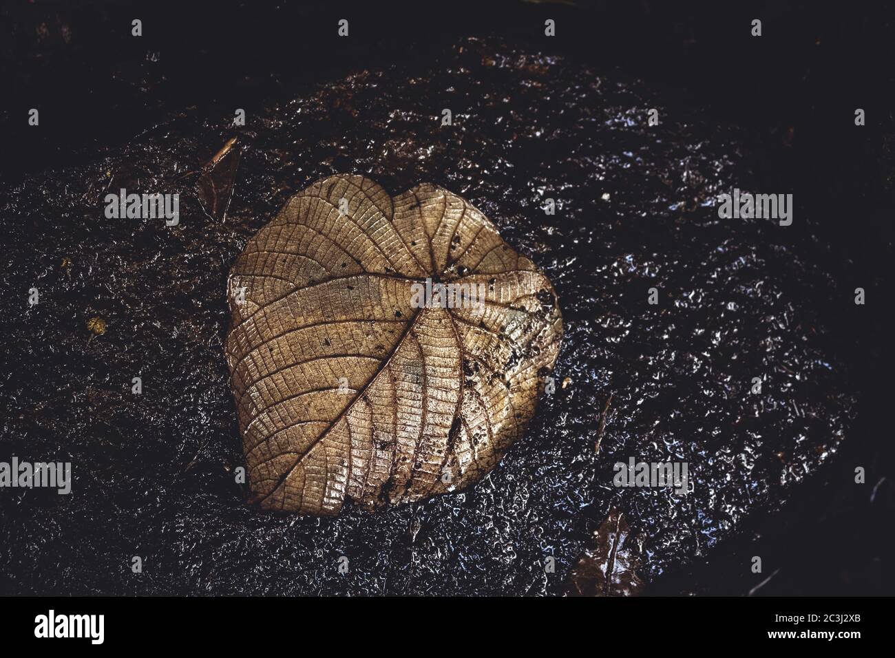Dry Bodhi or Peepal Leaf on old rock near waterfalls.Closeup dry leaf ...