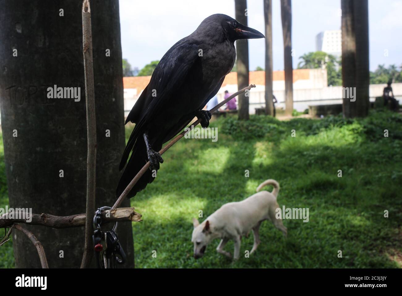 Dhaka, Dhaka, Bangladesh. 20th June, 2020. A few days ago, two people ...