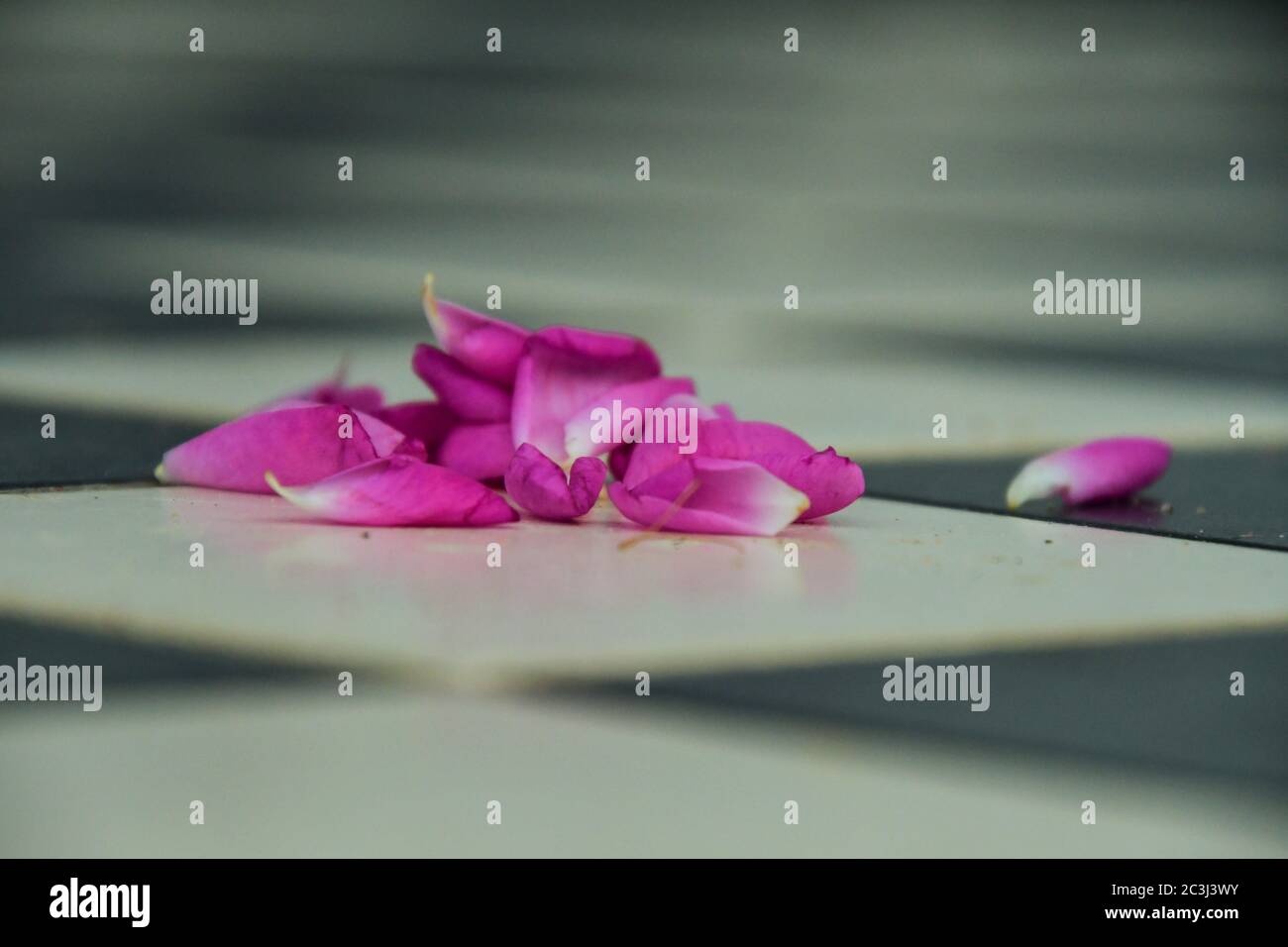 Rose petals on floor hi-res stock photography and images - Alamy
