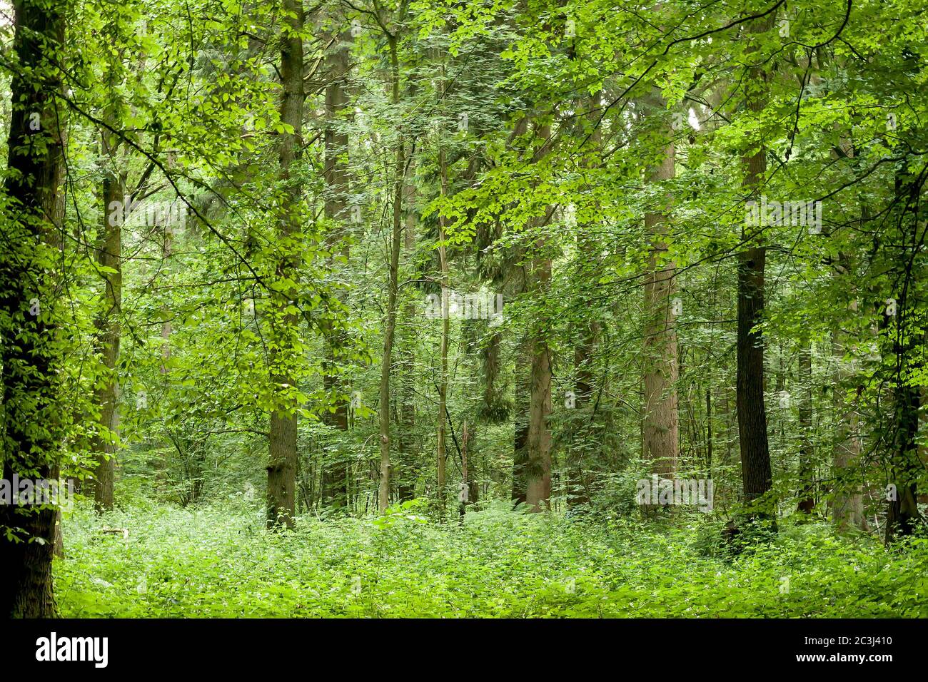 Deciduous woodland landscape in spring Stock Photo - Alamy
