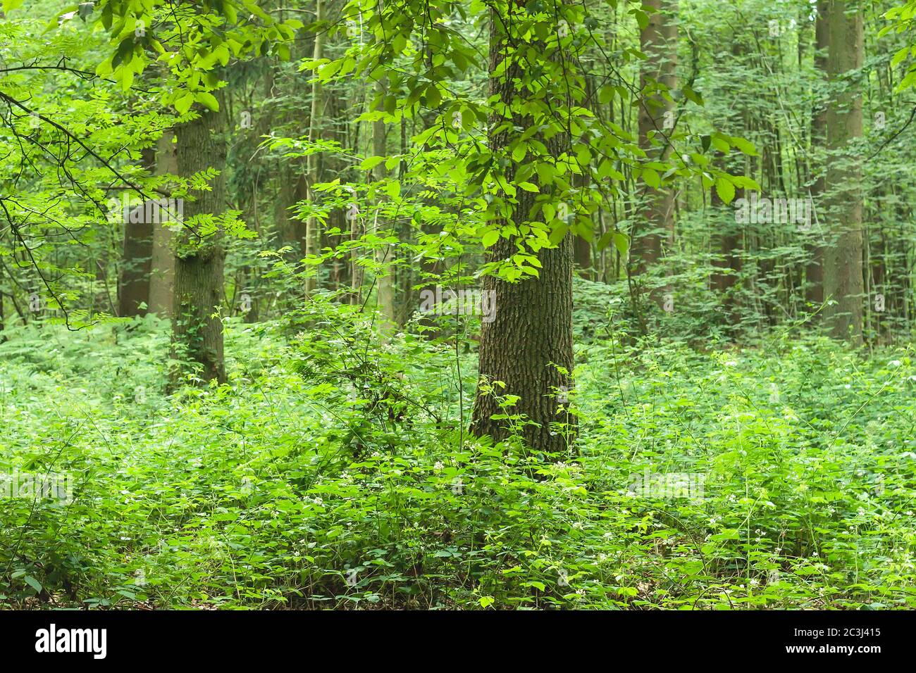 Deciduous woodland landscape in spring Stock Photo - Alamy