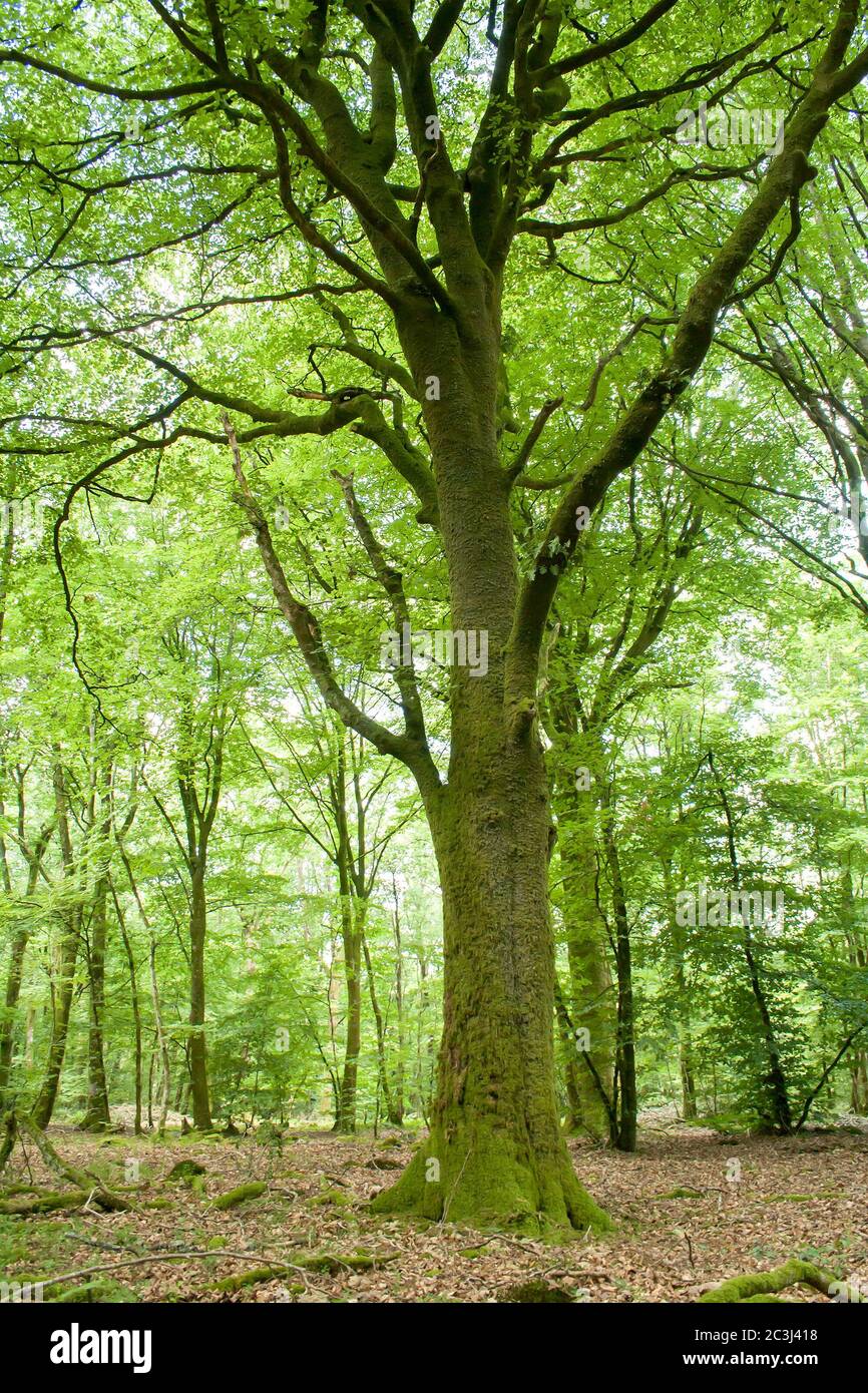 Deciduous woodland landscape in spring Stock Photo - Alamy
