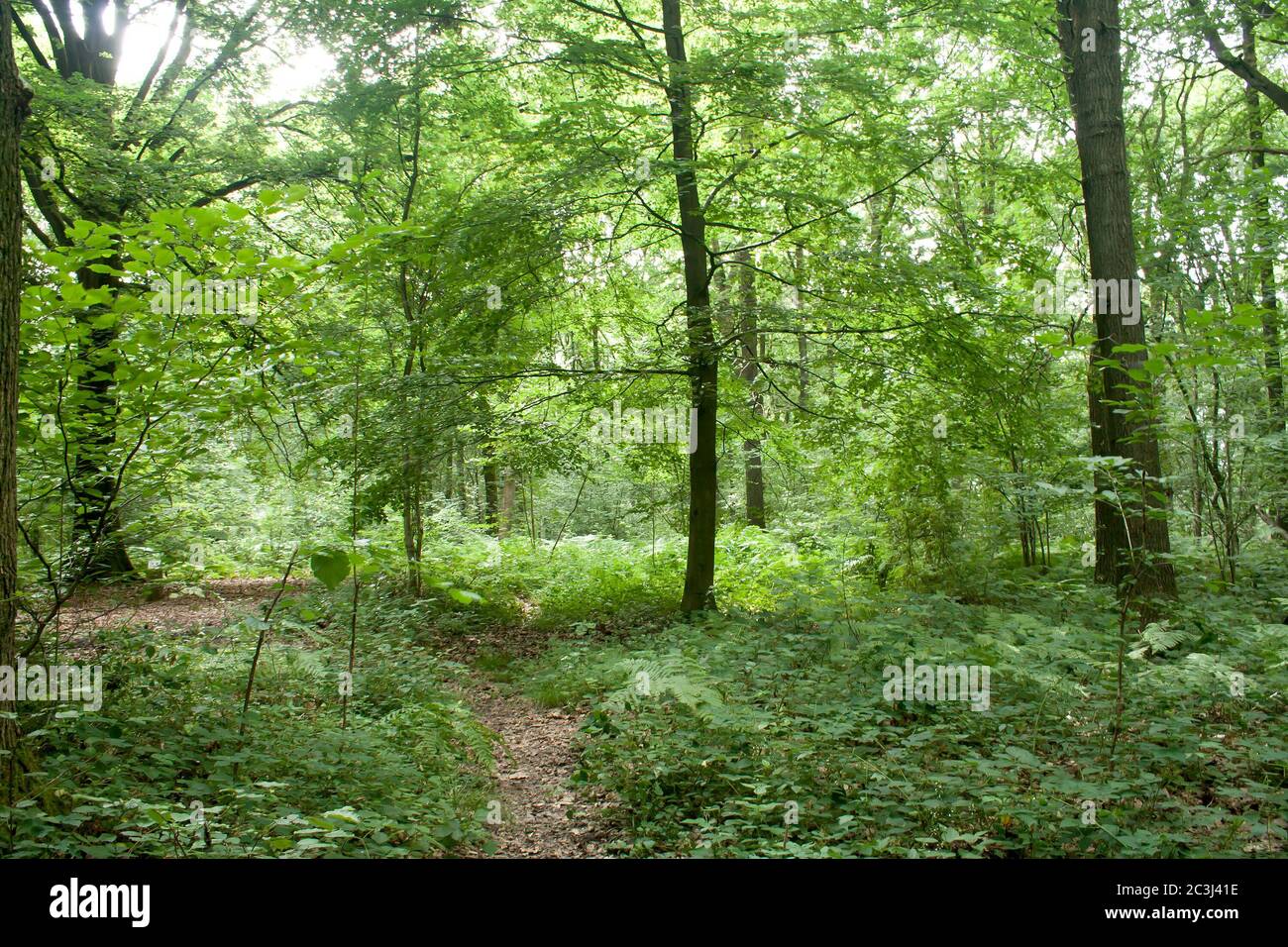 Deciduous woodland landscape in spring Stock Photo - Alamy